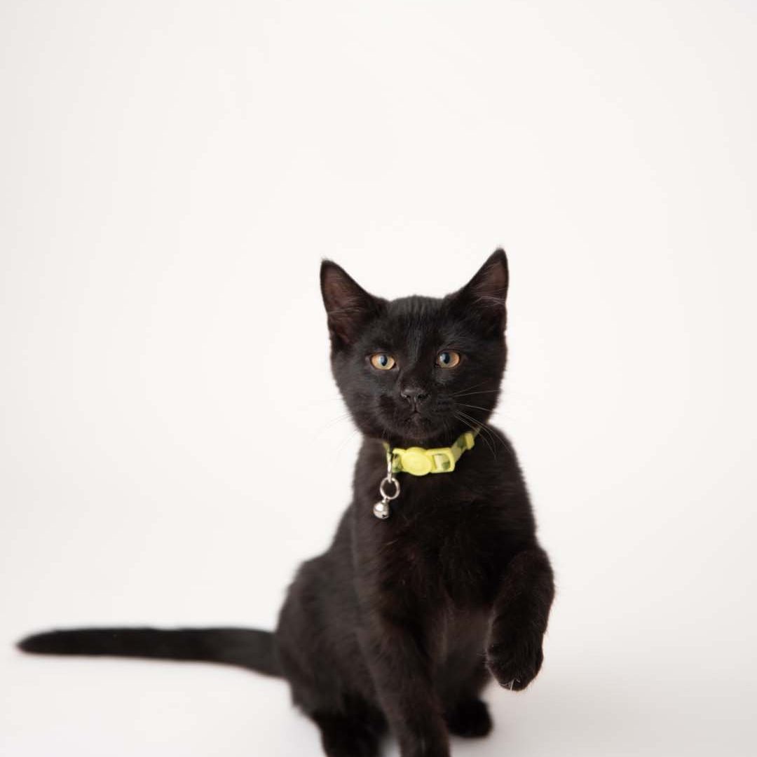 Ferndale Cat Shelter: saving the world, one cat at a time.