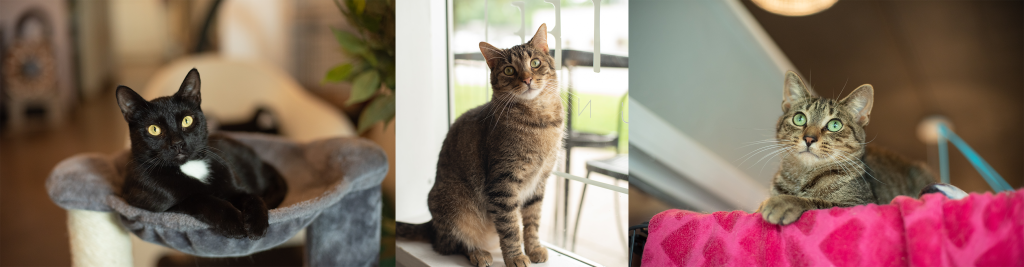 The Catfe Lounge | Ferndale Cat Shelter