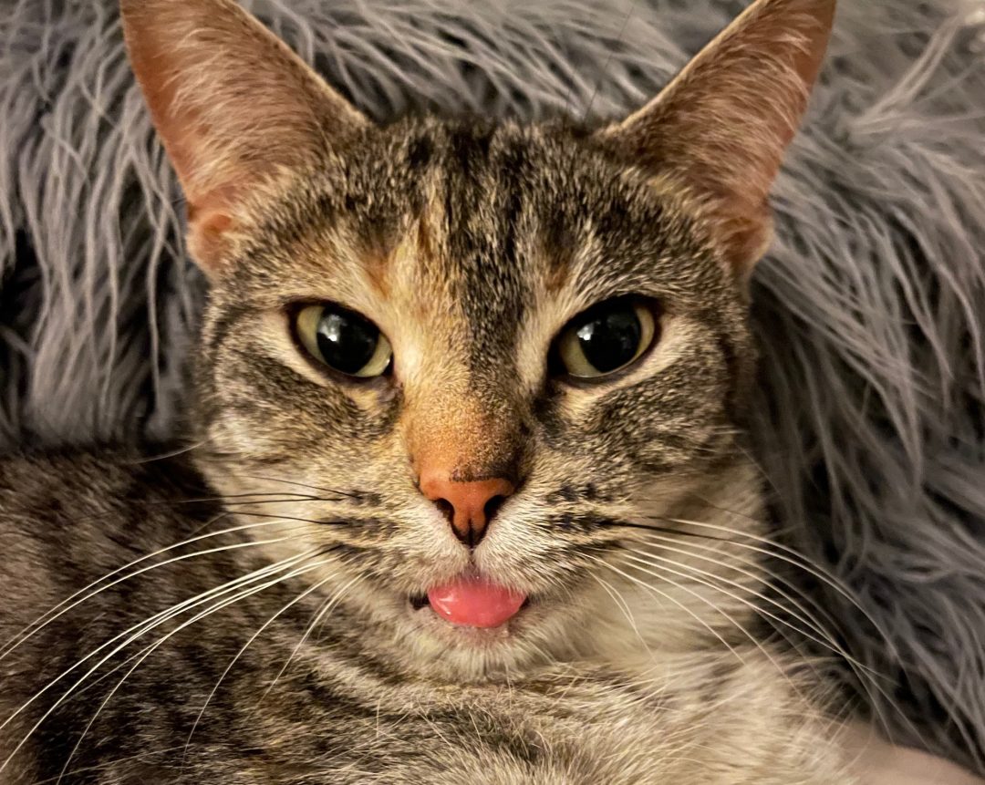 Living with Feline Leukemia Virus (FeLV) - Ferndale Cat Shelter